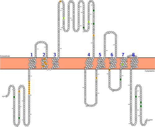 RESOLUTE - Research Empowerment on Solute Carriers