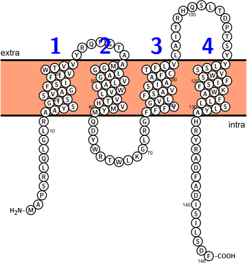 RESOLUTE - Research Empowerment on Solute Carriers